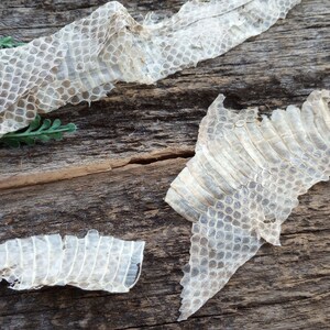 Deathtaxusa 82 SCRAPS Venomous Copperhead Serpent Skin Shed Molt Snake ...