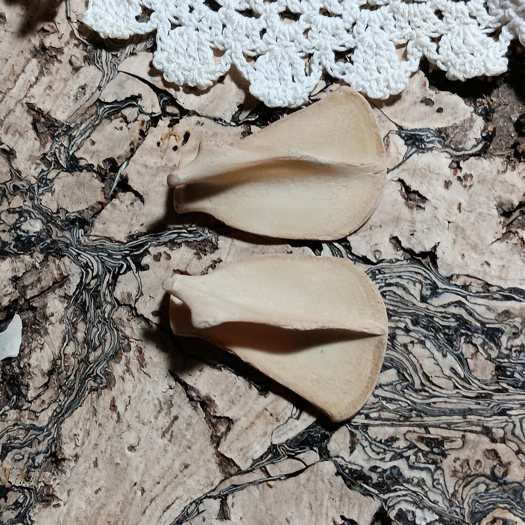Deathtaxusa • #2575 - Real Animal Scapula Shoulder Bone Pair | Bones ...