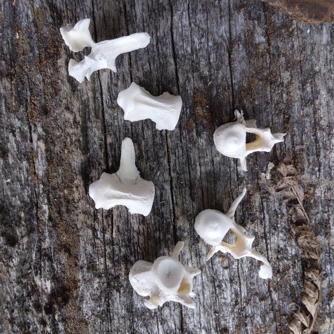 Deathtaxusa • #326 - Real Animal Vertebra Vertebrae Bone Bones | Lizard ...