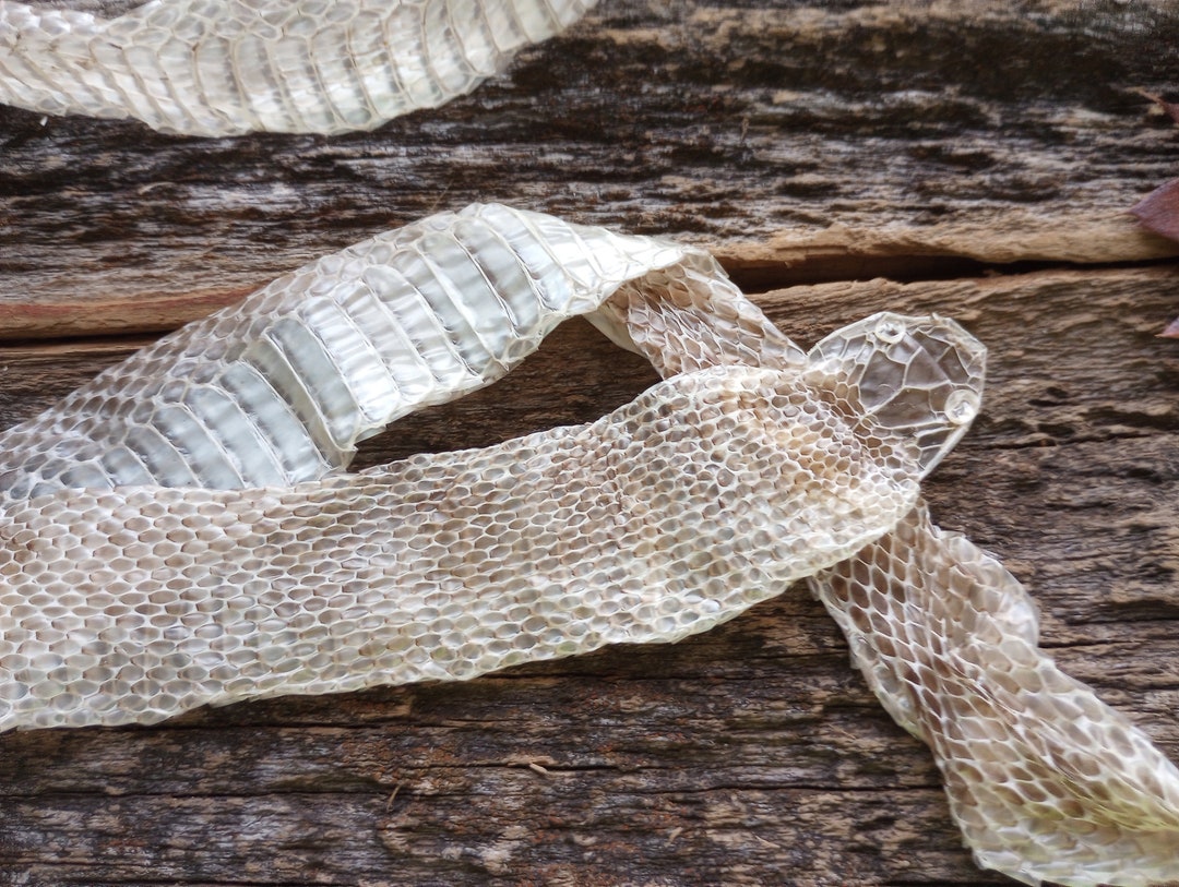 Deathtaxusa 44 36 Kingsnake King Snake Skin Shed Molt Serpent Reptile ...