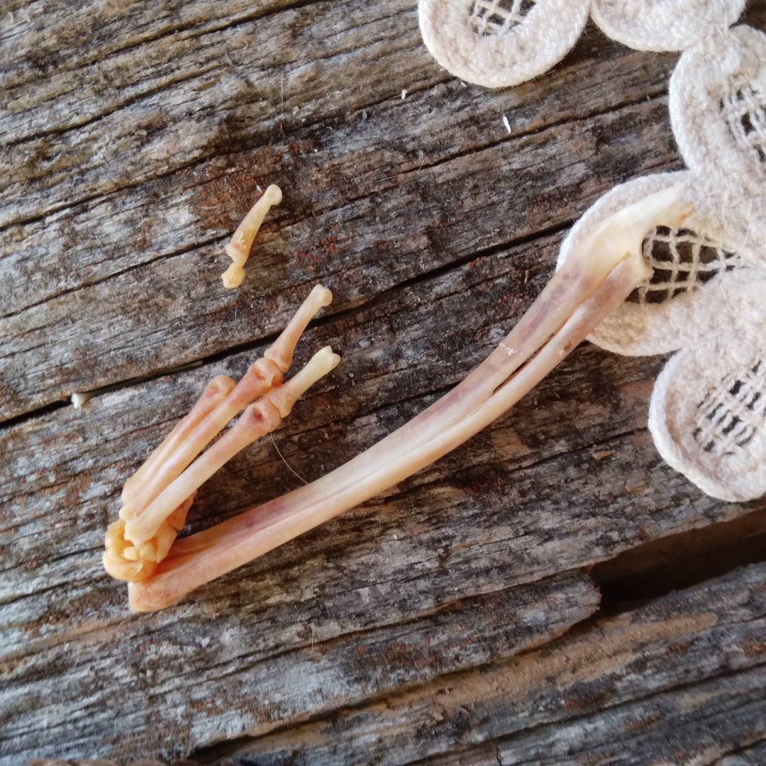 Deathtaxusa • #798 - Real Cottontail Bunny Rabbit Paw | Articulated ...