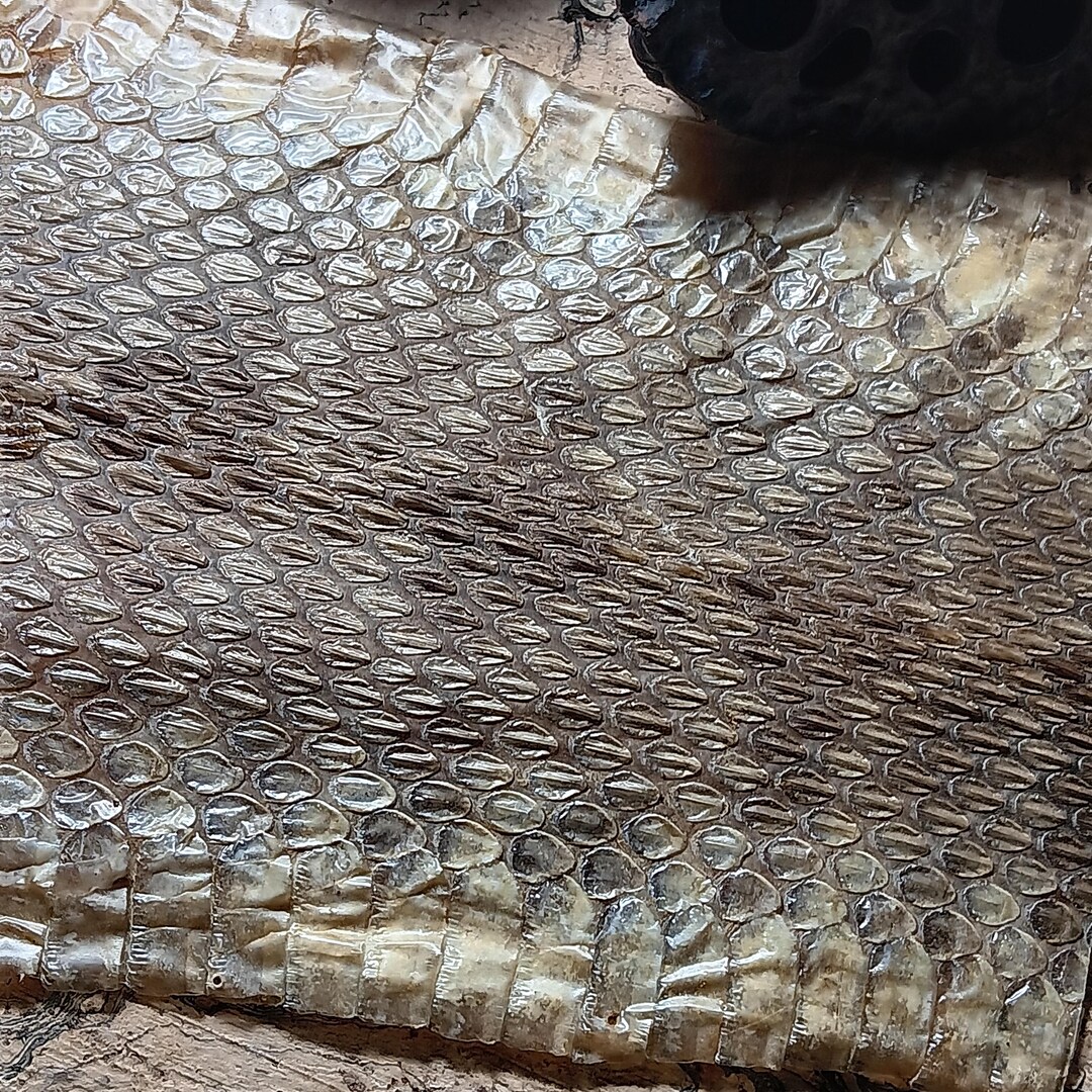 Deathtaxusa • #4187 - Real Animal Adult Rattler Rattlesnake Snake ...