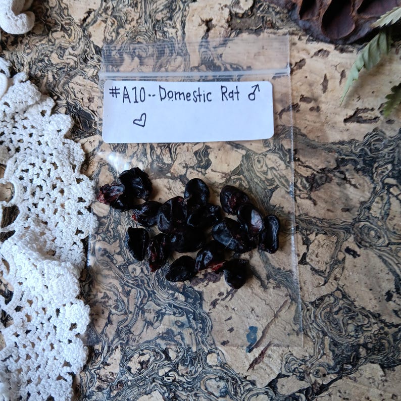 Deathtaxusa • #A10 - Real Animal Domestic Rat Mummified Dried Heart ...