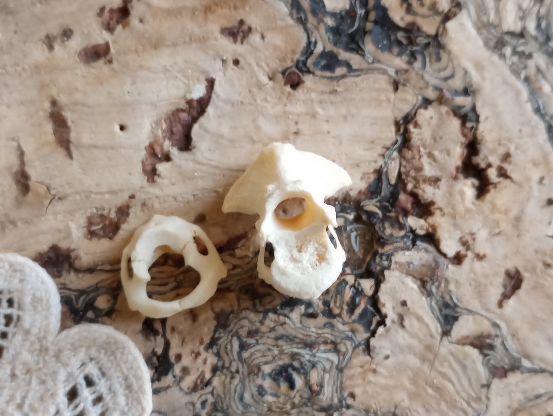 Deathtaxusa • #2790 - Real Duck Cervical Vertebra Bone Lot of 2 ...