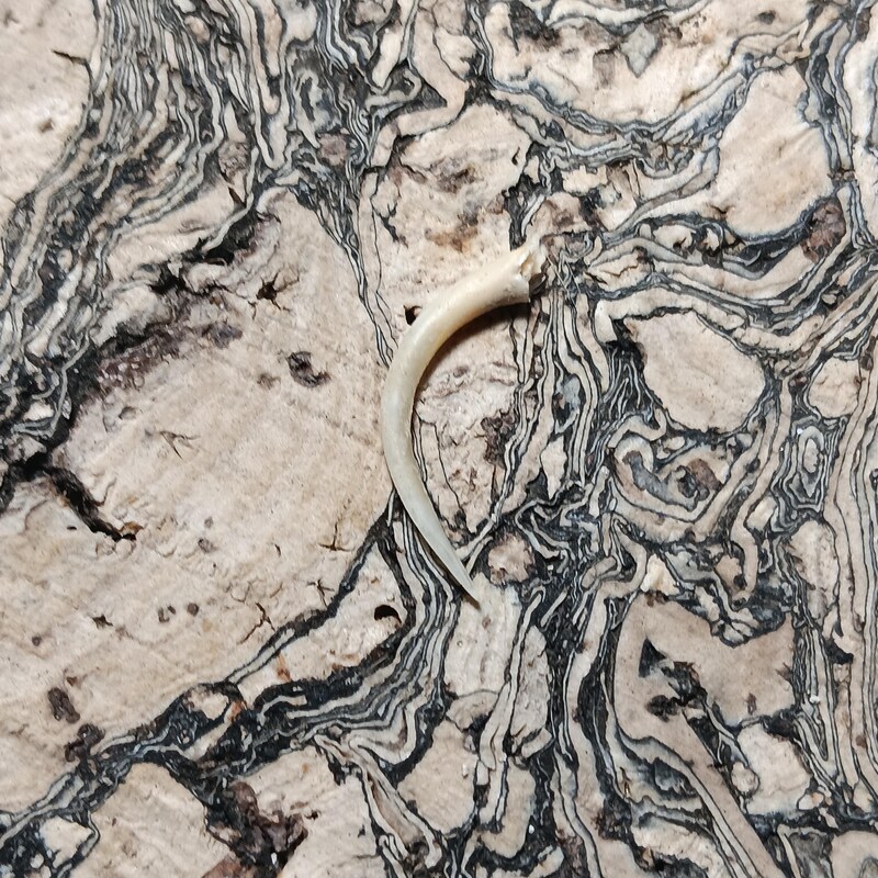 Snake Fangs for Halloween - Etsy