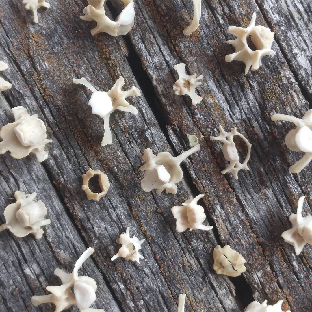Deathtaxusa • #A22 - 50+ Real Animal Mixed Rodent Vertebrae Vertebra ...
