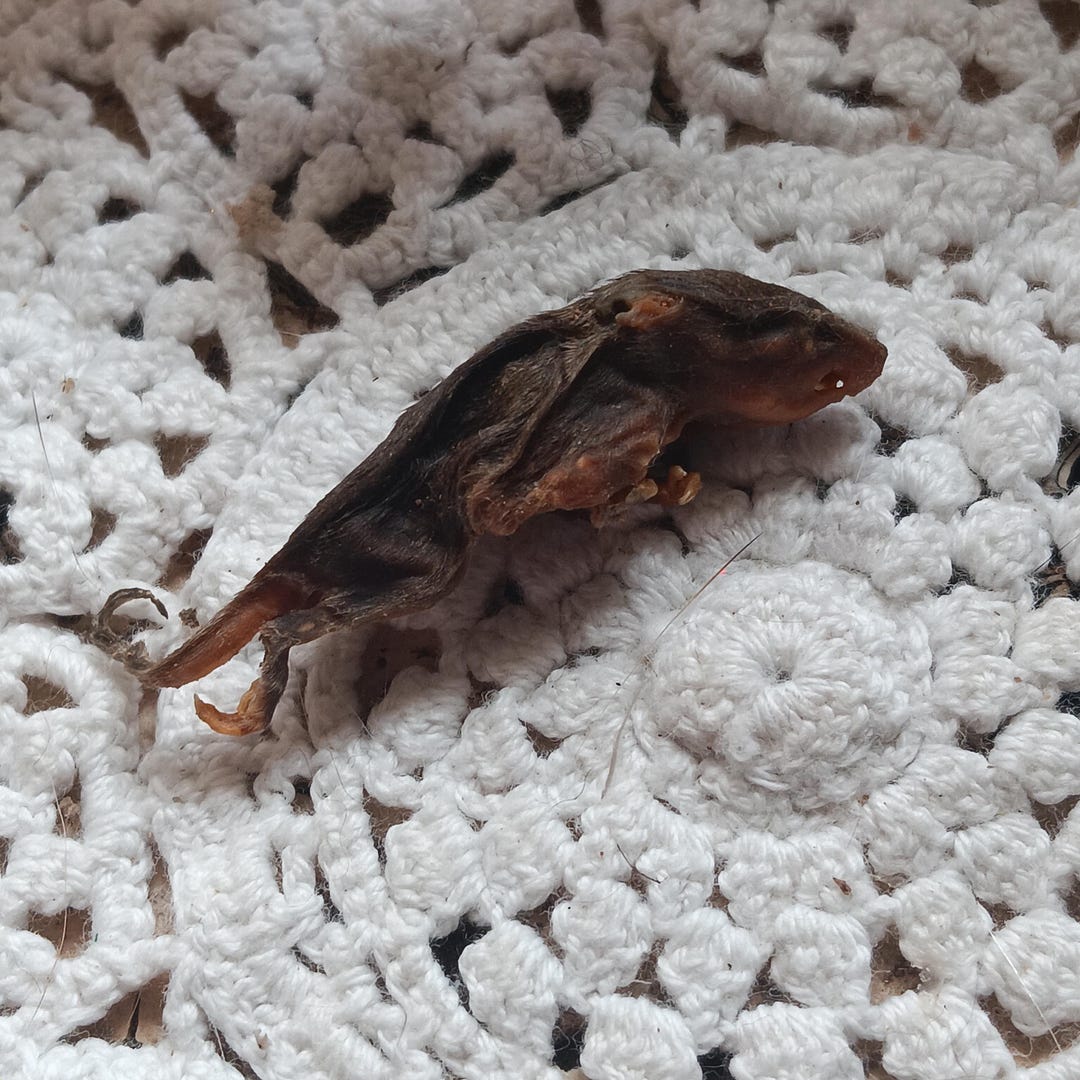 Deathtaxusa • #462 - Real Mummified Dried Baby Domestic Fancy Color ...