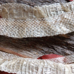 Deathtaxusa 38 32 Kingsnake King Snake Skin Shed Molt Serpent Reptile ...