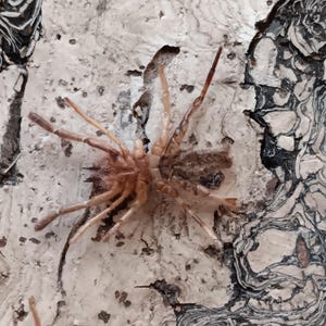 Deathtaxusa 90 Real Dried Mummified Dried Wind Solifugid Scorpion Camep ...