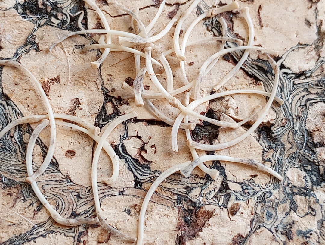 Deathtaxusa 1686 Real Animal Skink Lizard Rib Ribs Ribcage Bone Bones ...