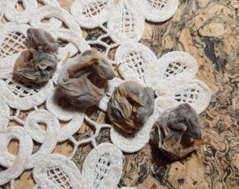 Pinky Mouse Specimen - Etsy