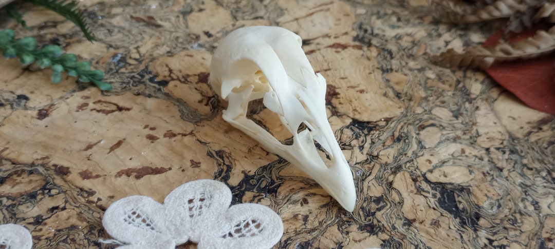 Deathtaxusa 2095 Real Animal Domestic Chicken Chick Bird Skull Birds ...