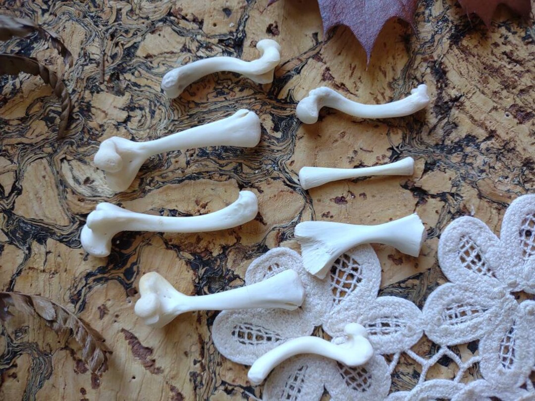 Deathtaxusa • #1034 - Real Animal Reptile Bones Set | Nature Cleaned ...