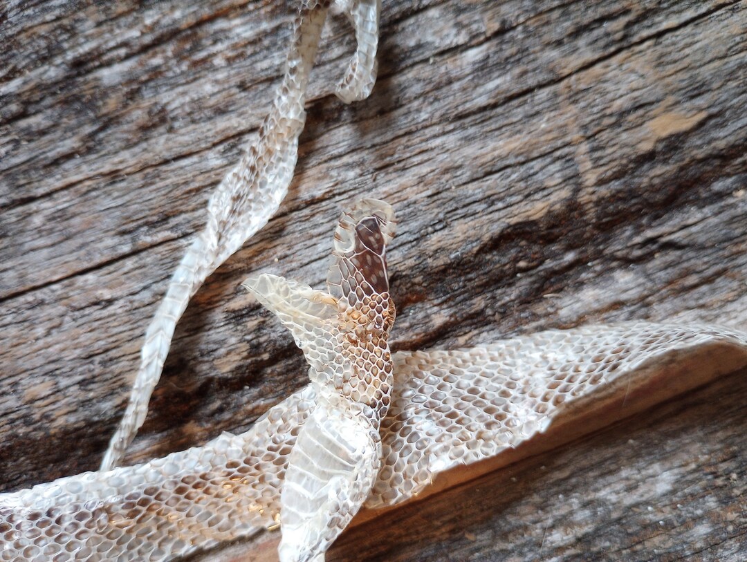 Deathtaxusa 59 26 Kingsnake King Snake Skin Shed Molt Serpent Reptile ...