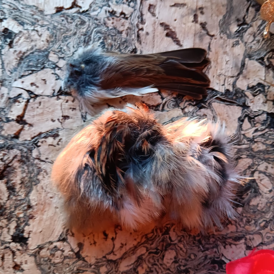 Deathtaxusa • #3230 - Real Animal Mummified European House Sparrow Pelt ...