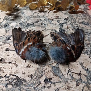 Deathtaxusa 3274 Real Animal Mummified European House Sparrow Wings ...