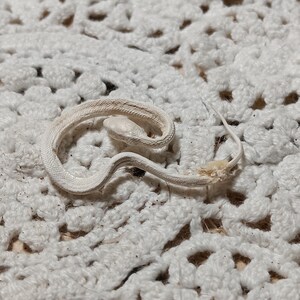 Deathtaxusa • #3634 - Real Animal Freeze Dried Stillborn Neonate ...