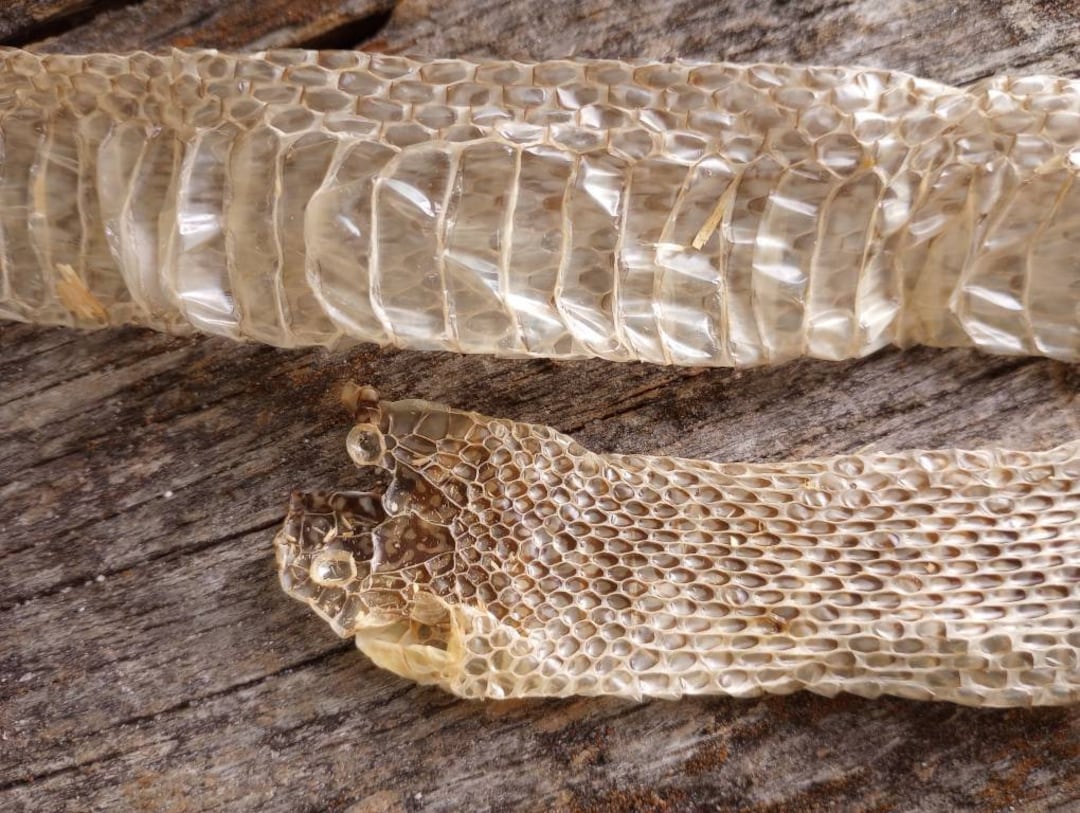 Deathtaxusa • #33 - 48" Kingsnake King Snake Skin Shed Molt | Serpent ...