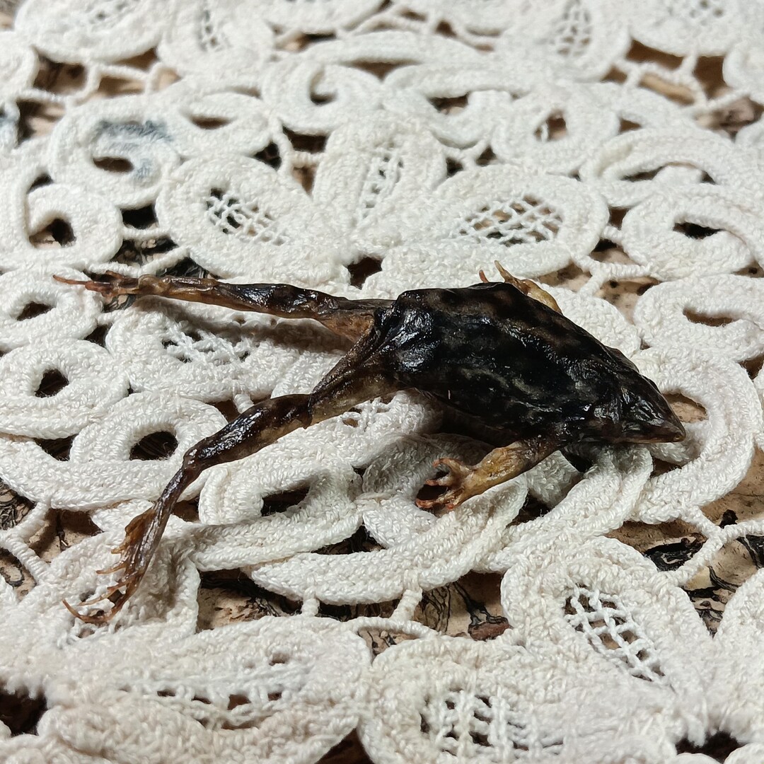 Deathtaxusa • #3265 - Real Animal Mummified Dried Toad Frog | Reptile ...