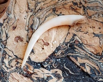 Gaboon Viper Taxidermy - Etsy