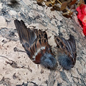 Deathtaxusa 3274 Real Animal Mummified European House Sparrow Wings ...