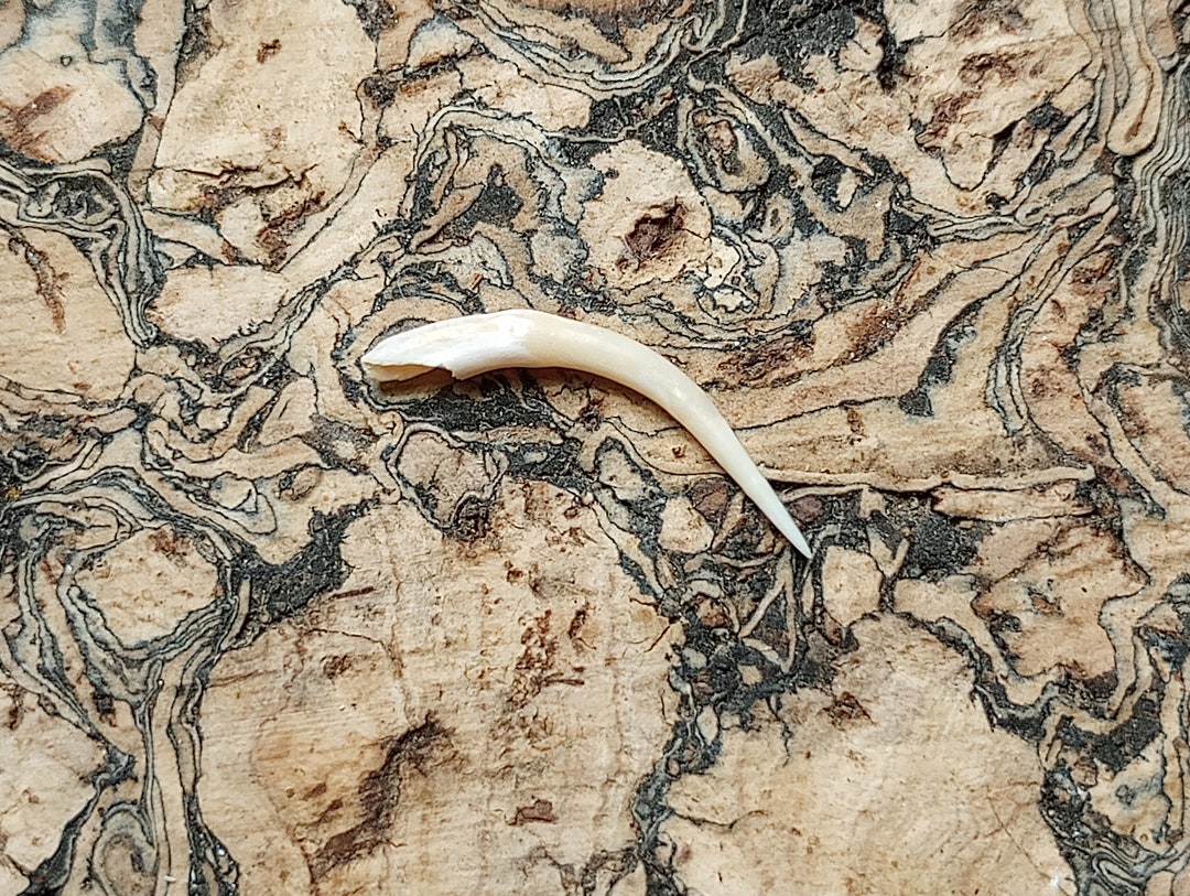 Deathtaxusa 2707 Real Snake African Gaboon Viper Fang Bone Bitis ...