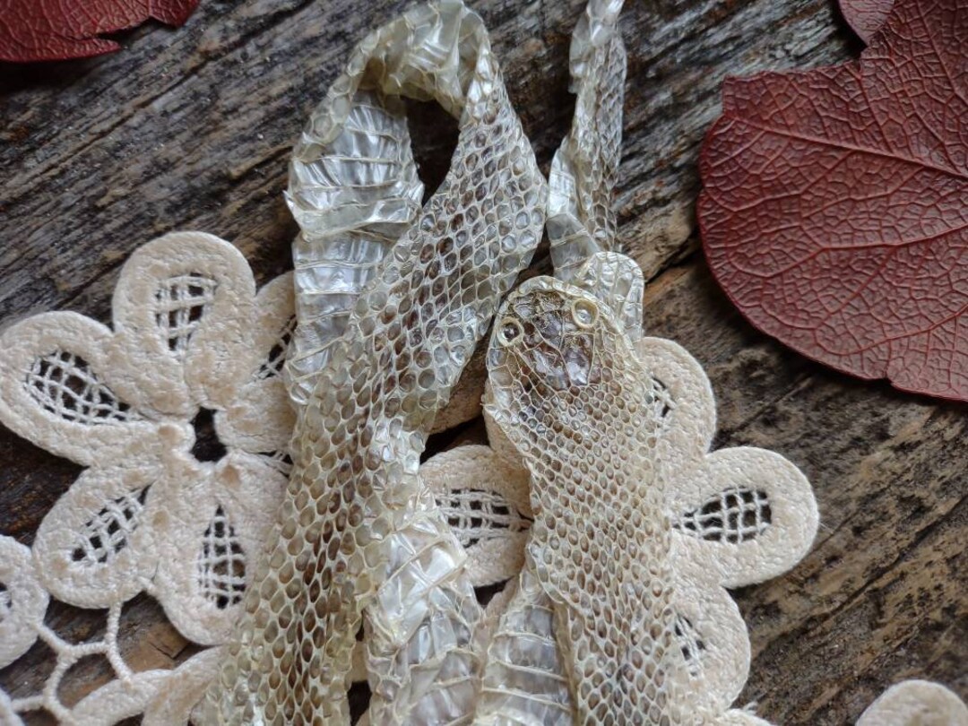 Deathtaxusa 9 28 Kingsnake King Snake Skin Shed Molt Serpent Reptile ...
