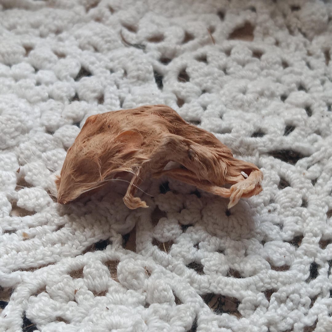 Deathtaxusa • #457 - Real Mummified Dried Baby Domestic Fancy Color ...