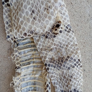 Deathtaxusa 85 51 Venomous Timber Rattlesnake Rattler Serpent Skin Shed ...