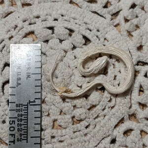 Deathtaxusa • #3634 - Real Animal Freeze Dried Stillborn Neonate ...