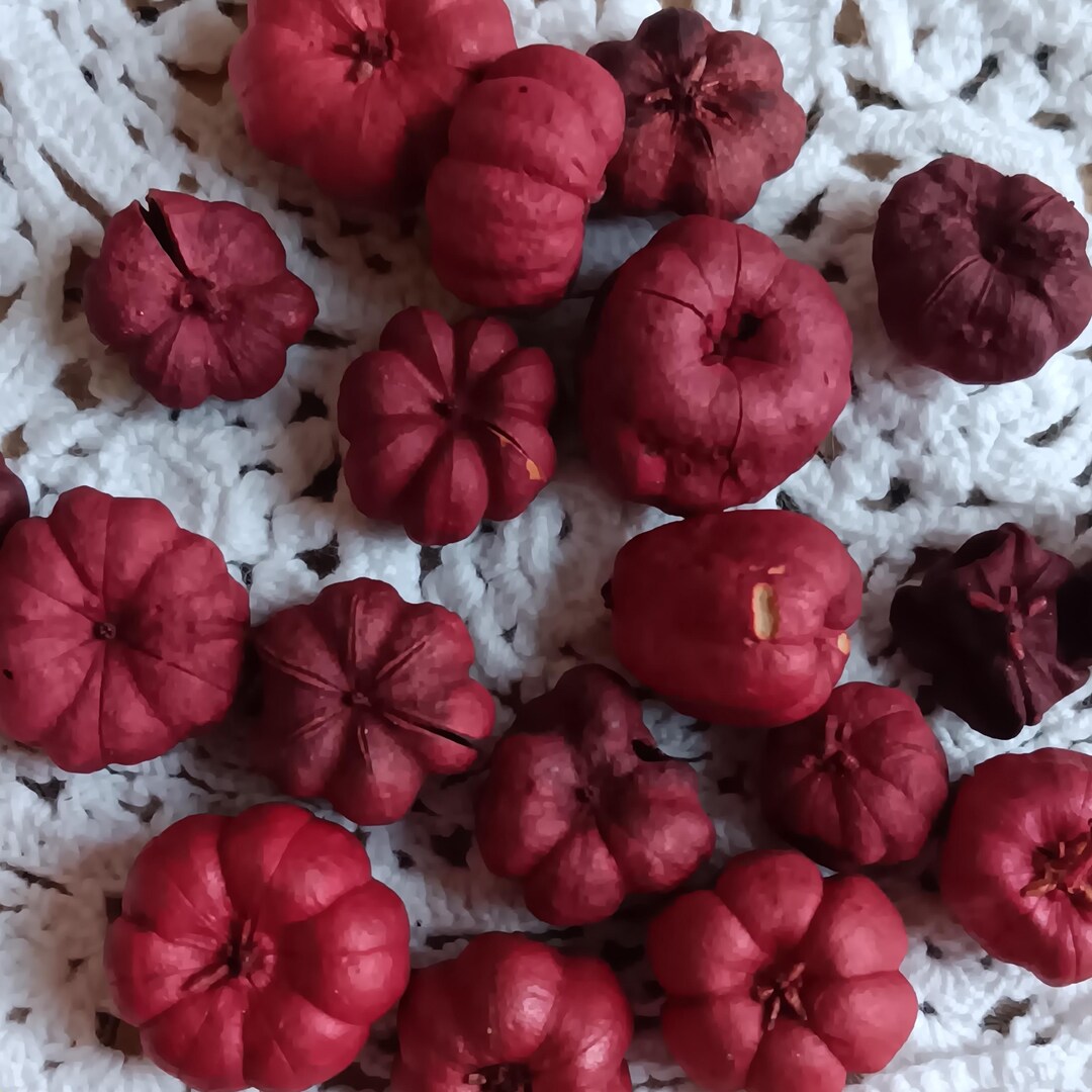 Deathtaxusa 3385 Real Miniature Mini Pumpkin Putka Pods Lot Pumpkins ...