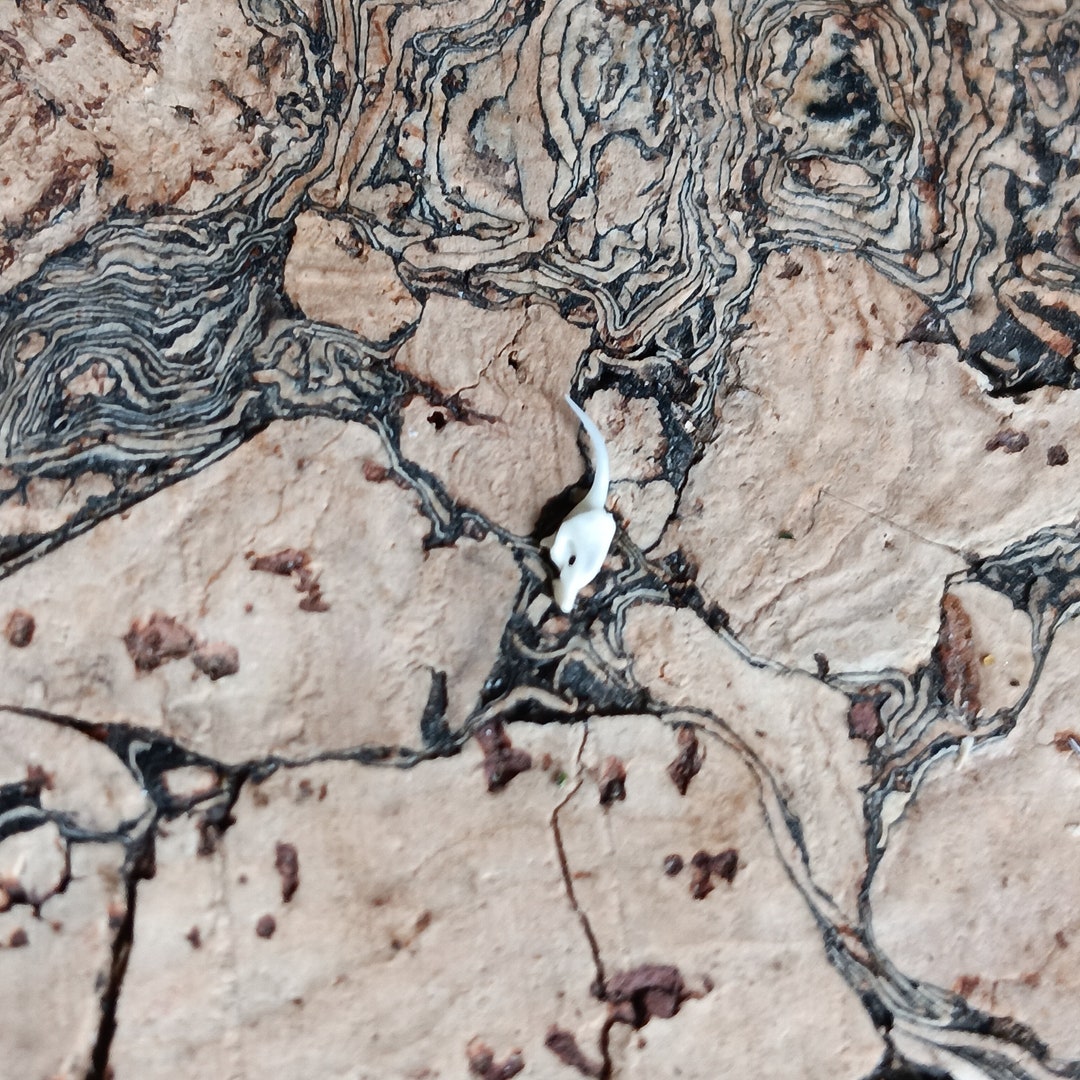 Deathtaxusa 2988 Real Animal Snake Rattlesnake Rattler Fang Bones Bone ...