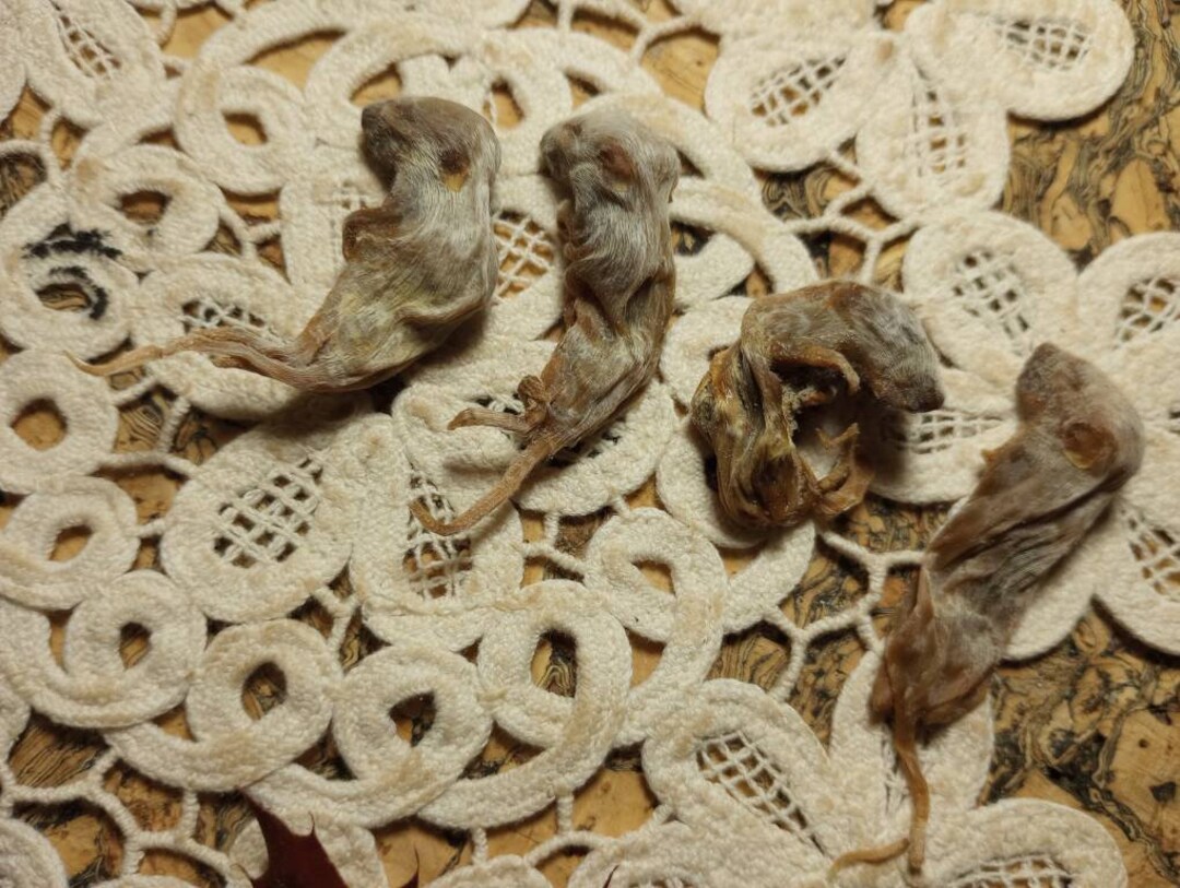 Deathtaxusa • #1336 - Real Mummified Dried Baby Domestic White Mouse ...