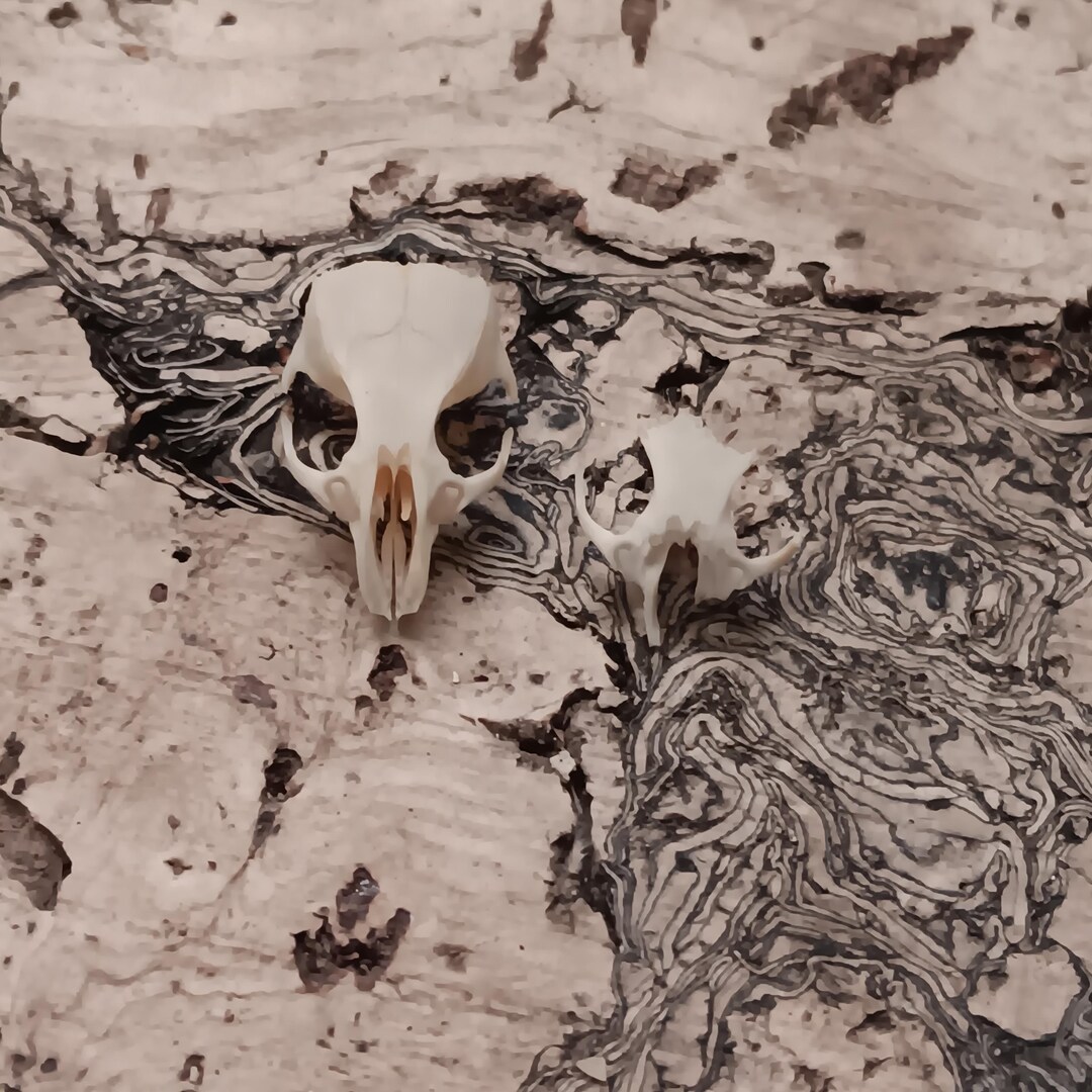 Deathtaxusa • #3353 - Real Animal Domestic Rodent Skulls Bone Lot | Rat ...