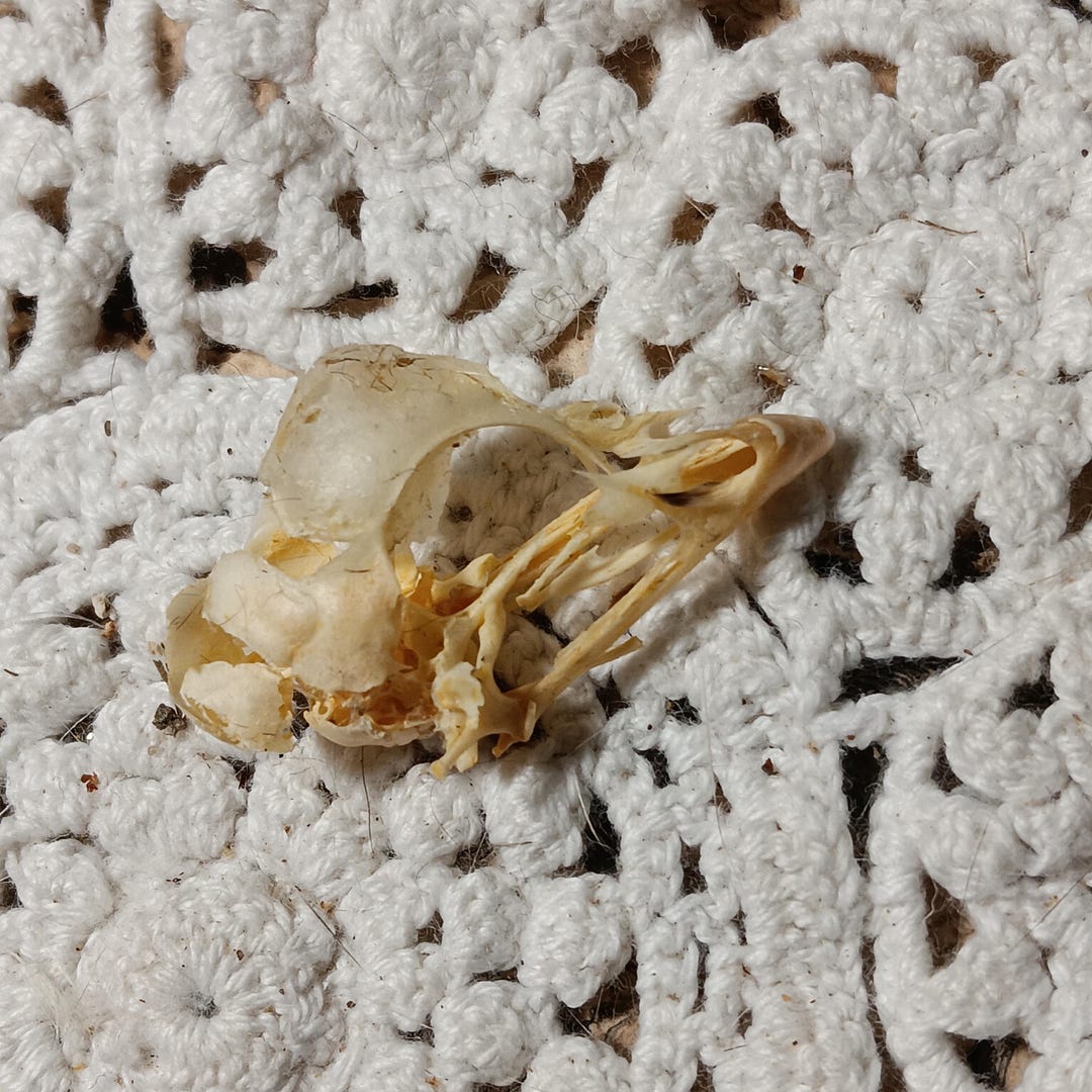 Deathtaxusa • #1252 - Real Animal Domestic Chicken Chick Bird Skull ...