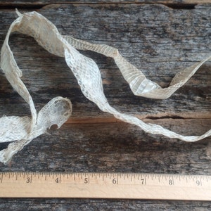 Deathtaxusa • #49 - 35" Copperhead Venomous Snake Skin Shed Molt ...