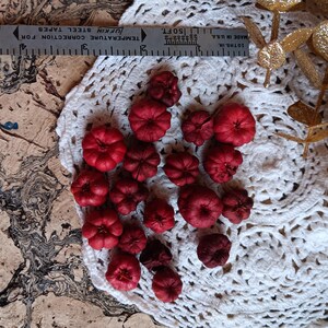 Deathtaxusa 3385 Real Miniature Mini Pumpkin Putka Pods Lot Pumpkins ...