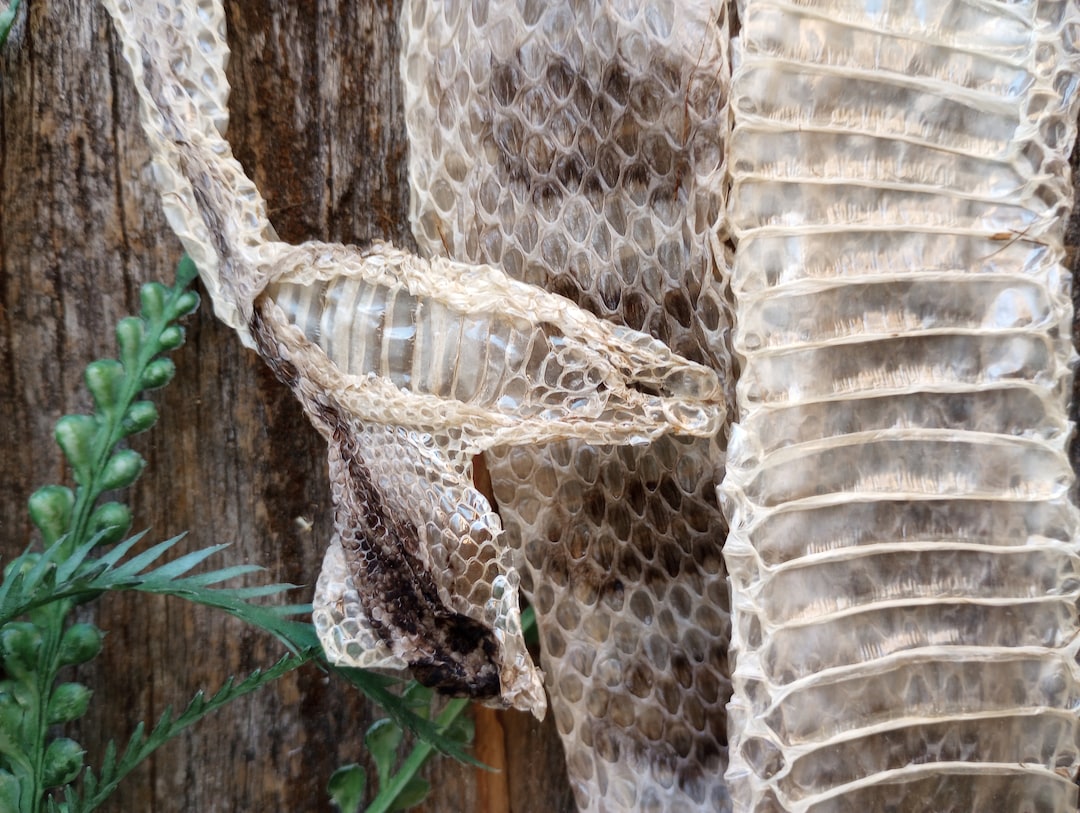 Deathtaxusa 59 40 Venomous Rattlesnake Rattler Skin Shed Molt Snake ...
