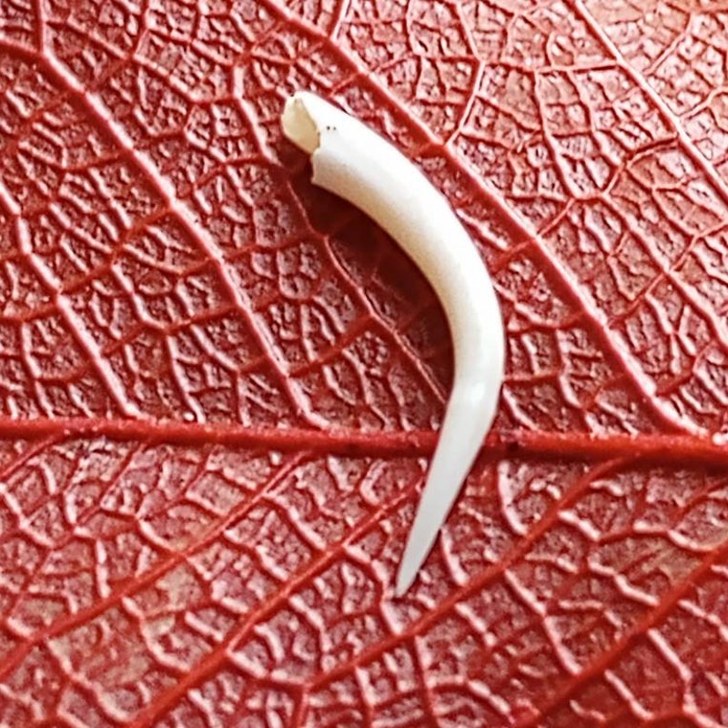Snake Fangs - Etsy