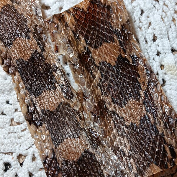 Real Snake Skin - Etsy