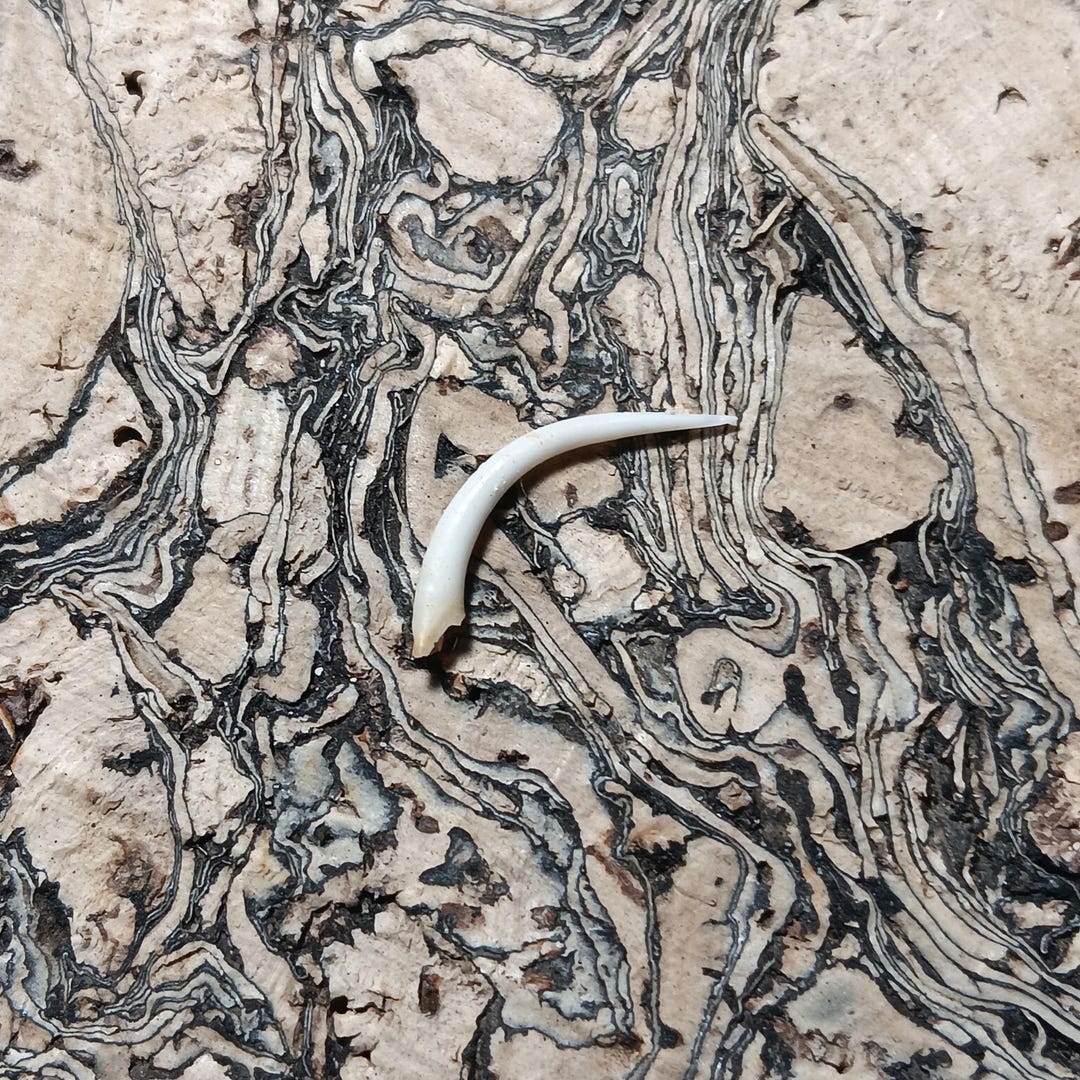 Deathtaxusa • #3868 - Real Snake African Gaboon Viper Fang Bone | Bitis ...