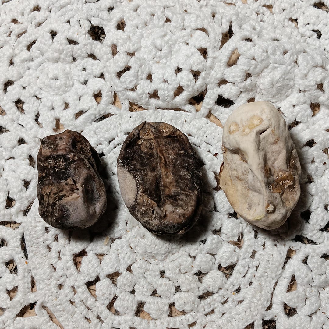 Deathtaxusa • #1152 - Real Animal Dried Slug Snake Eggs Lot of 3 ...