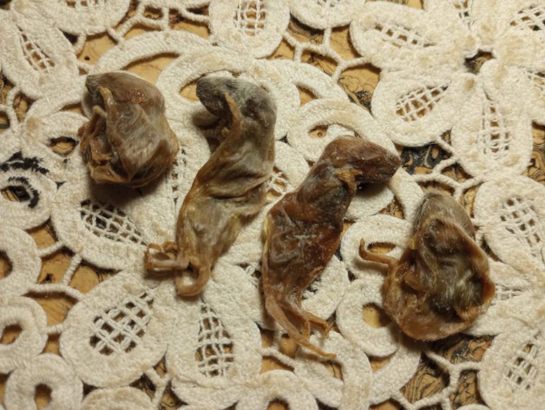 Deathtaxusa • #1333 - Real Mummified Dried Baby Domestic White Mouse ...