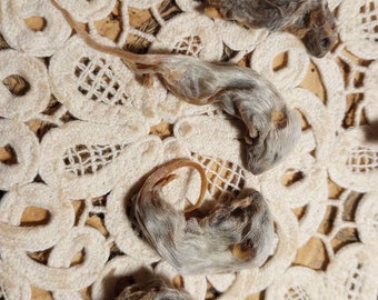 Pinky Mouse Specimen - Etsy