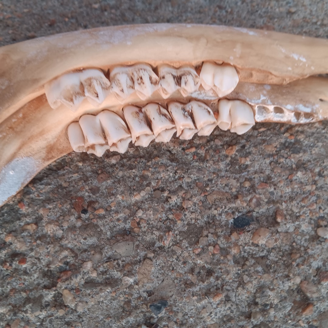 Deathtaxusa 8 Real Deer Mandible Jaw Jawbone Bone Pair Set Mandibles ...