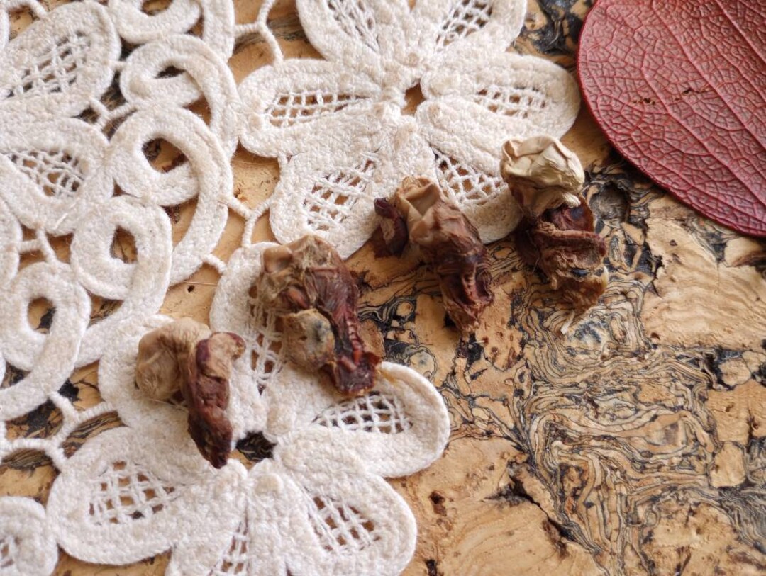 Deathtaxusa • #1492 - Real Mummified Dried Baby Domestic Fancy Rat ...