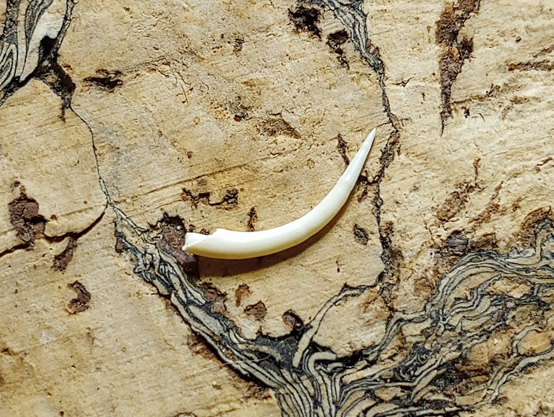 Deathtaxusa 2703 Real Snake African Gaboon Viper Fang Bone Bitis ...