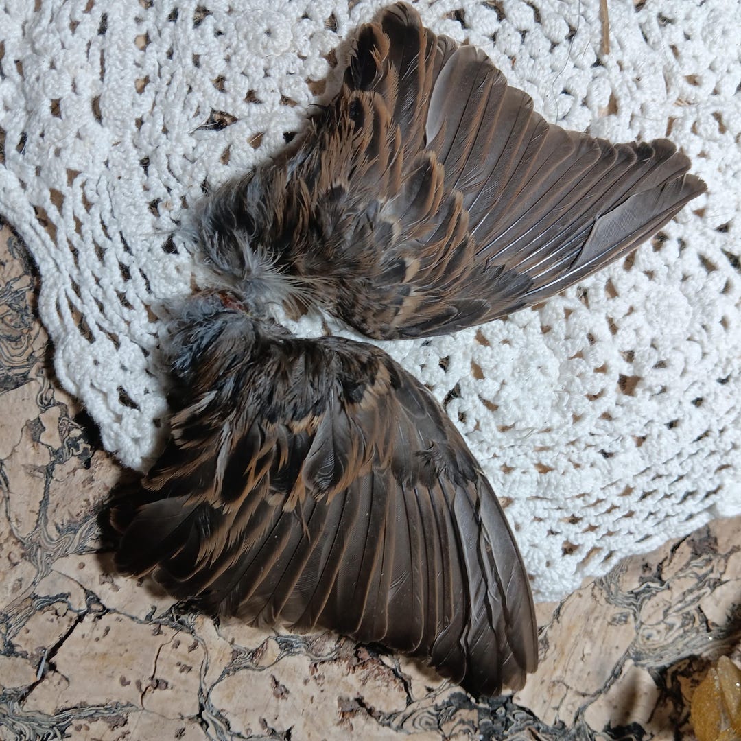 Deathtaxusa 3643 Real Animal Mummified European House Sparrow Wings ...