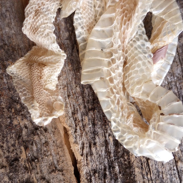 Rattlesnake Skin - Etsy