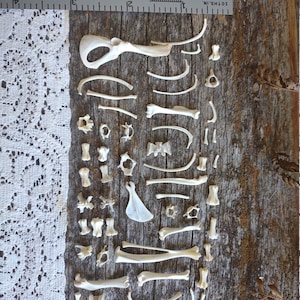 Deathtaxusa A5 50 Real Animal Domestic Rodent Rat Bone Lot Mouse Mice ...